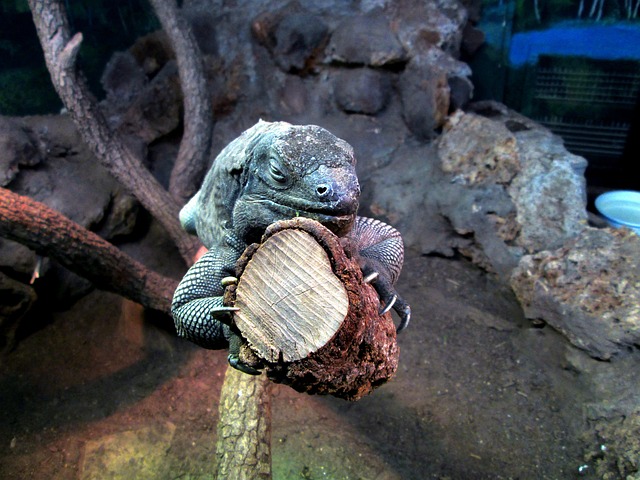 Iguana Animal Zoo - Free photo on Pixabay