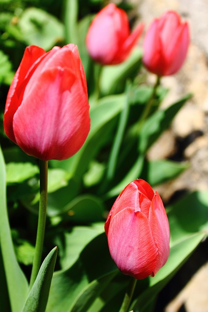 Tulip Tulips Red - Free photo on Pixabay