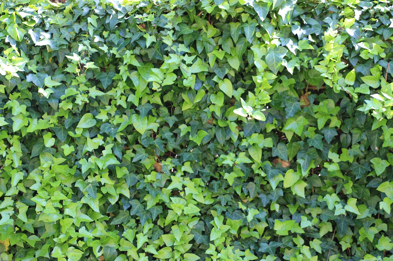 Lierre Vert Jardin - Photo gratuite sur Pixabay - Pixabay