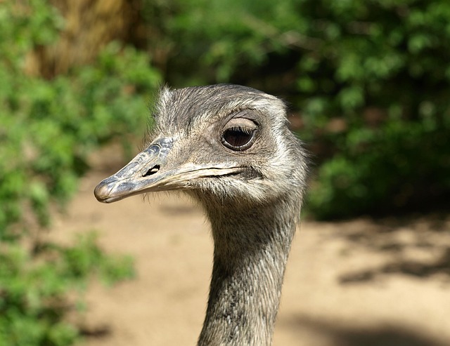 40,000+ Free Bird Head & Bird Images - Pixabay