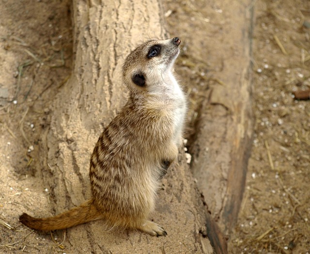 Meerkat Animal Nature - Free photo on Pixabay