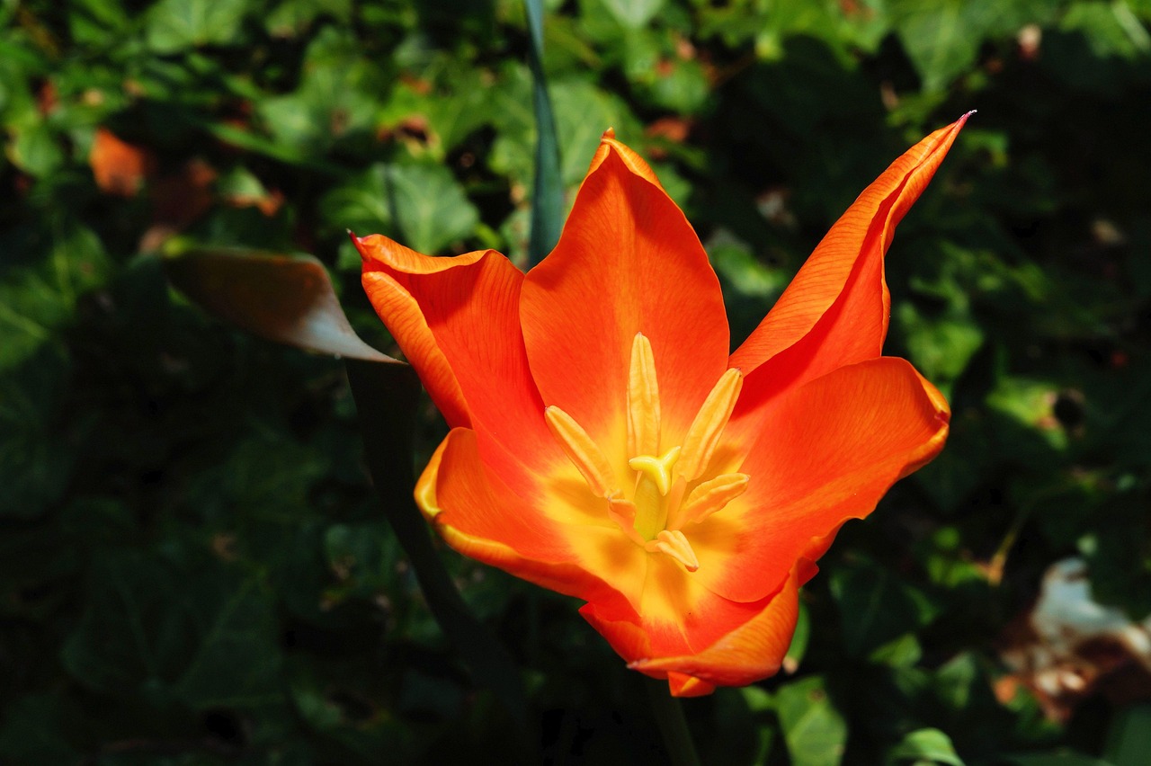 Tulipán Holanda Flor - Foto gratis en Pixabay - Pixabay