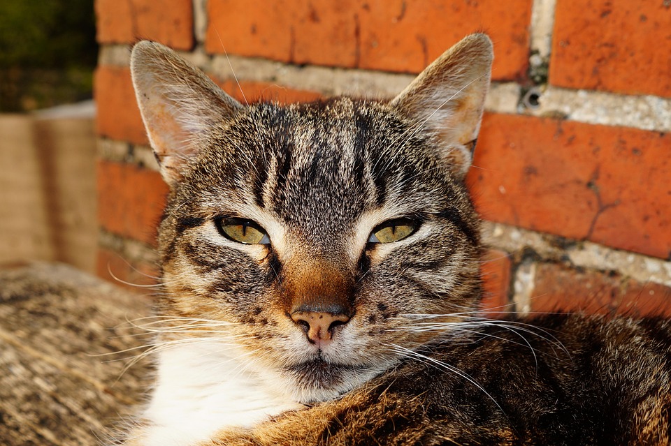 Katze Kater Hauskatze - Kostenloses Foto auf Pixabay