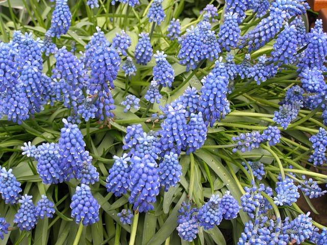 Jacinthe Fleurs Sauvages - Photo gratuite sur Pixabay - Pixabay