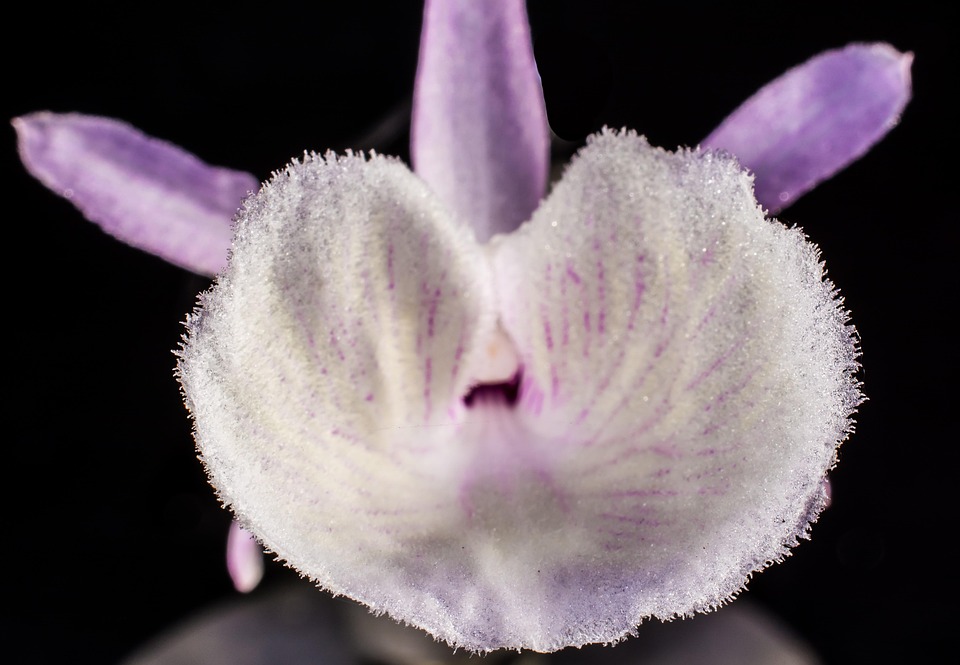 Wilde Orchidee Weiß - Kostenloses Foto auf Pixabay
