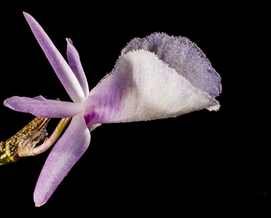 Wilde Orchidee Weiß - Kostenloses Foto auf Pixabay