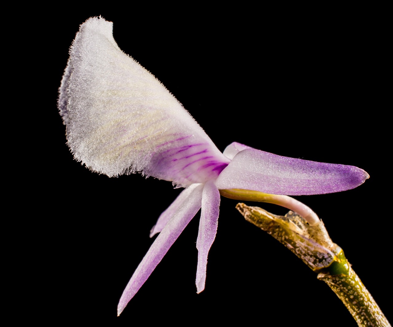 Wild Orchid Orchidee White Violet - Gratis foto op Pixabay - Pixabay