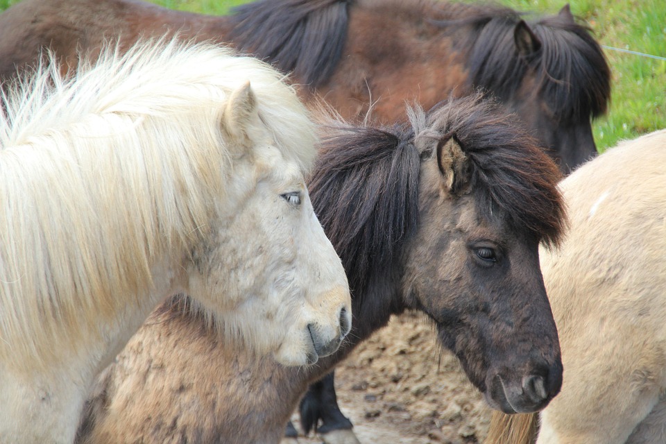 Pferde Pferd Reiten - Kostenloses Foto auf Pixabay - Pixabay
