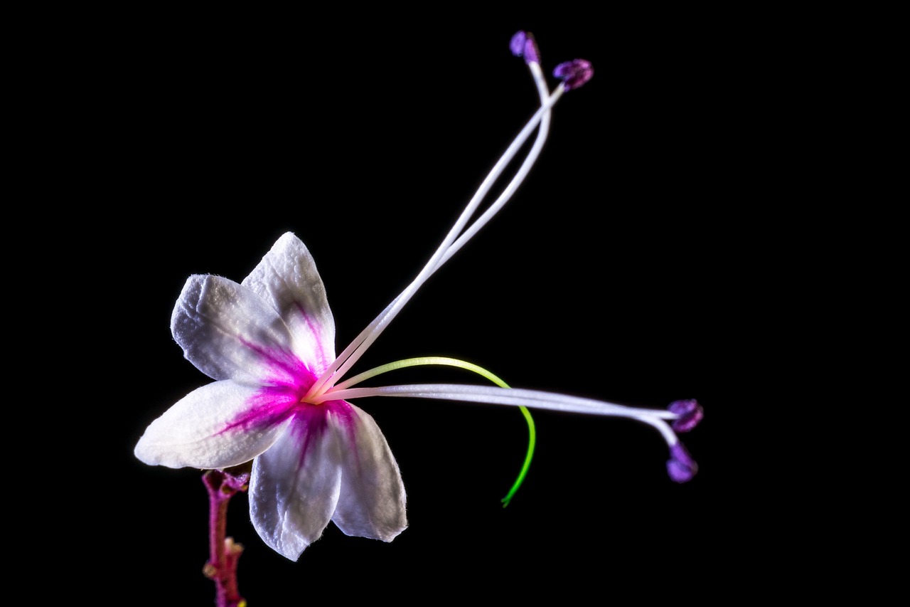Flor Silvestre Rosa - Foto gratis en Pixabay - Pixabay