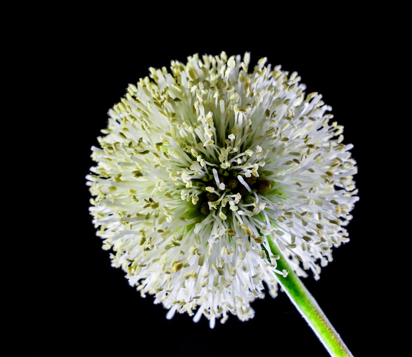 Small Flower Wildflower - Free photo on Pixabay - Pixabay
