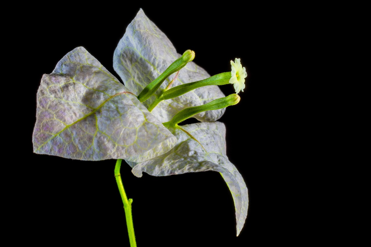 Bougainvillea Blossom Bloom - Free photo on Pixabay - Pixabay
