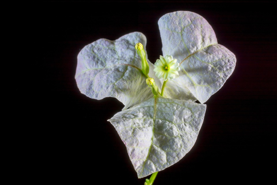 Bougainvillea Blossom Bloom - Free photo on Pixabay