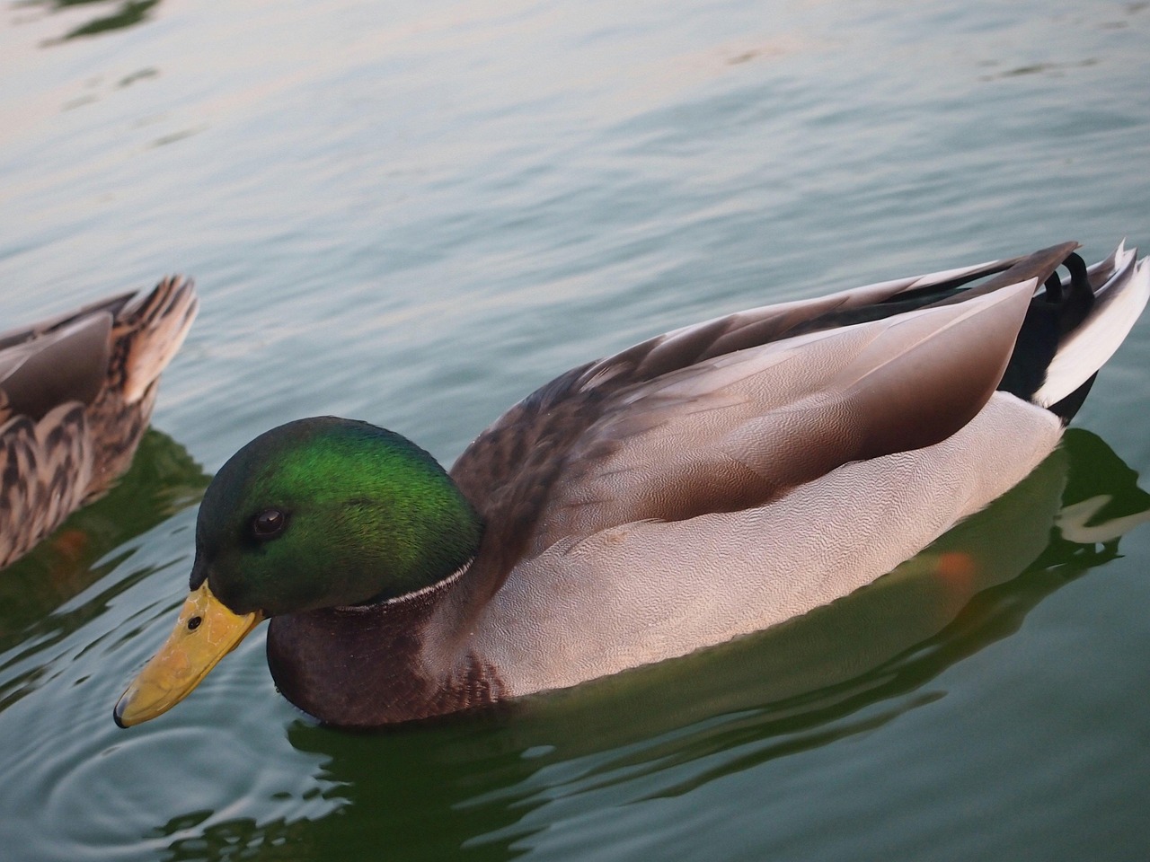 Duck Fowl Water - Free photo on Pixabay - Pixabay