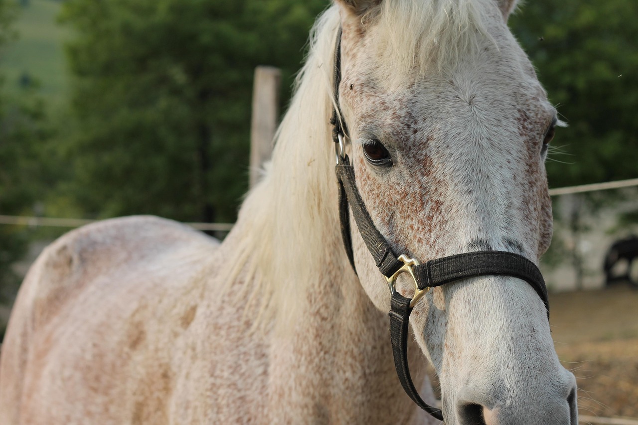 Horse Animal Stallion - Free photo on Pixabay - Pixabay