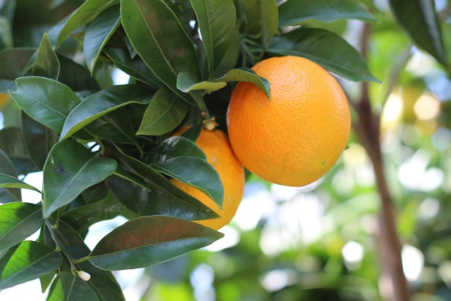 Naranjas Naranja Fruta - Foto gratis en Pixabay - Pixabay