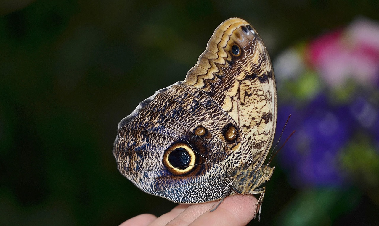 Calipo Eruriloctuin Morpho - Free photo on Pixabay - Pixabay