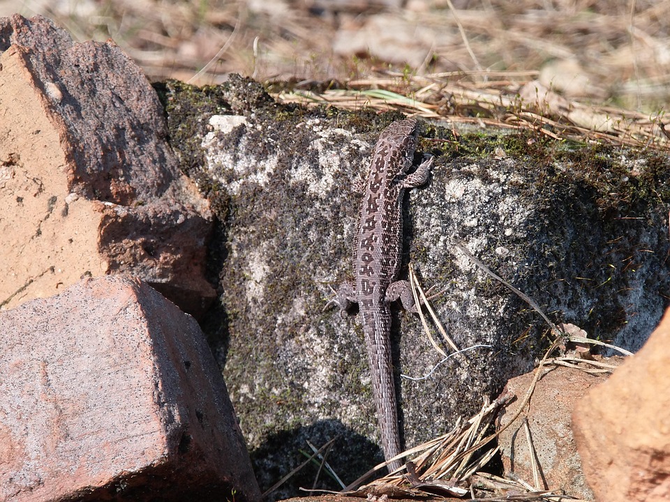 Lizard Grey Swornegacie - Free photo on Pixabay - Pixabay