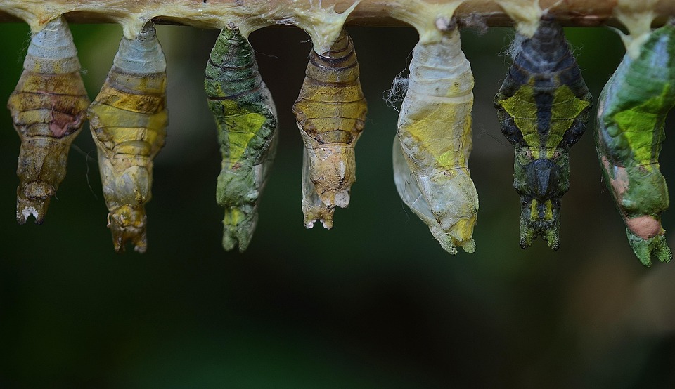 Cocoons Larva Larvae Insect - Free photo on Pixabay - Pixabay