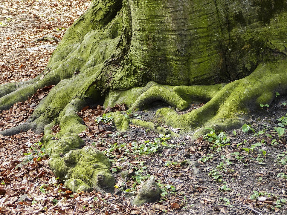 Wortels Bomen Woud - Gratis foto op Pixabay - Pixabay
