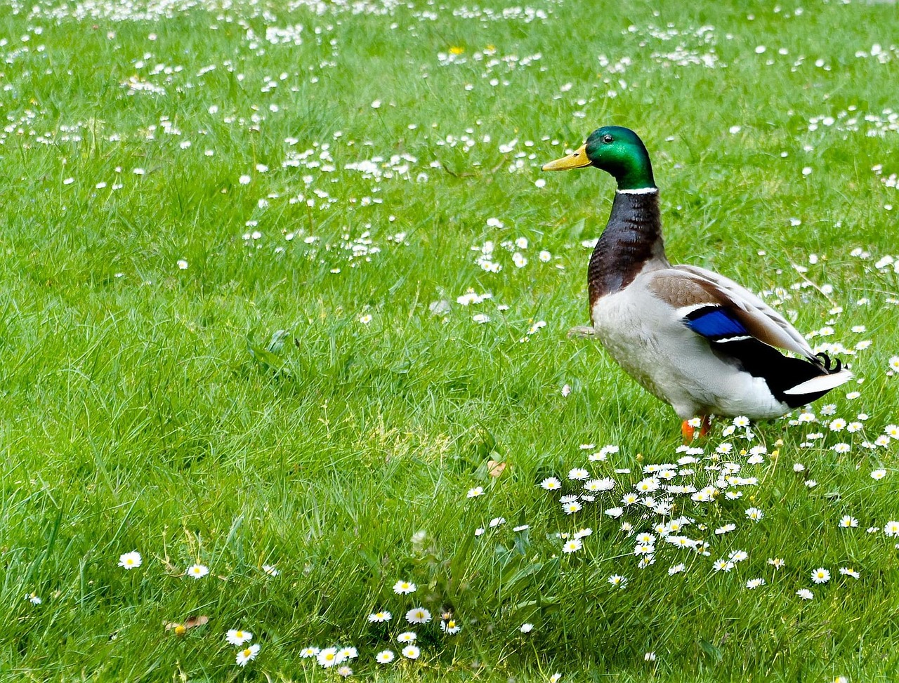 Drake Duck Bird - Free photo on Pixabay - Pixabay