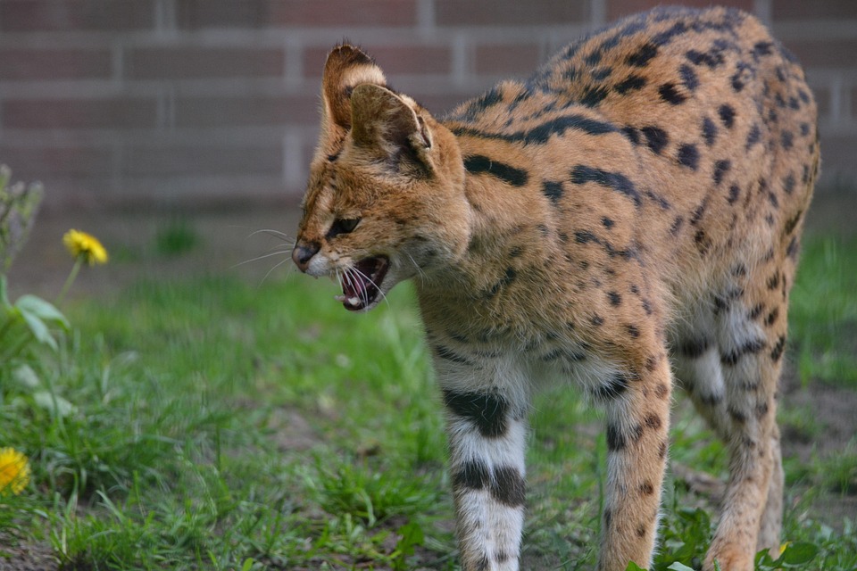 Servale Kleine Raubkatze Wildkatze - Kostenloses Foto auf Pixabay