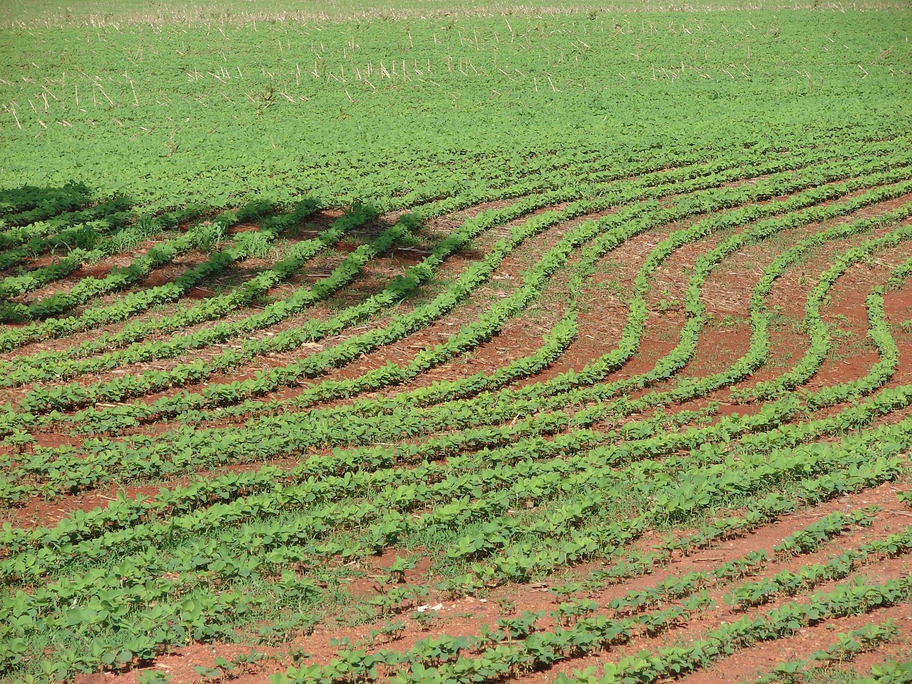 Plantação Soja Plantio - Foto gratuita no Pixabay - Pixabay