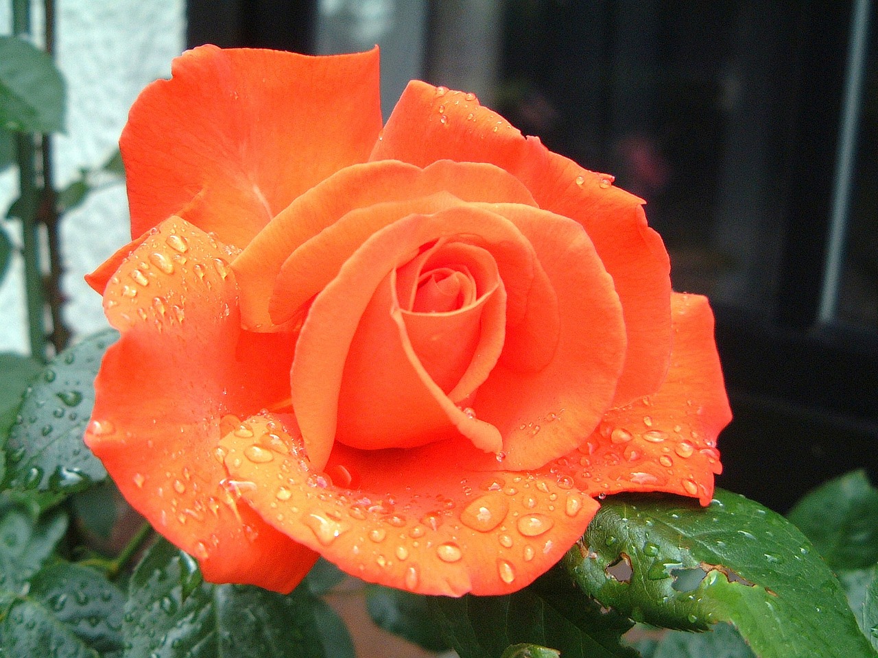 Lachsfarbene Rosen Bedeutung