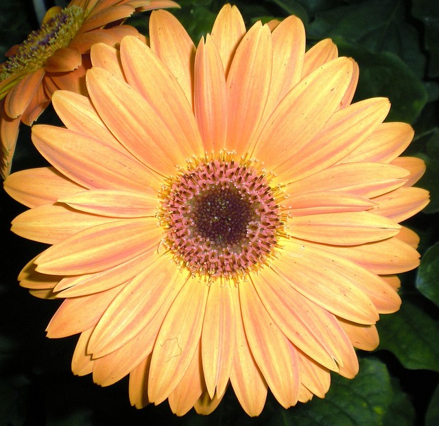 Flor Belleza - Foto gratis en Pixabay - Pixabay