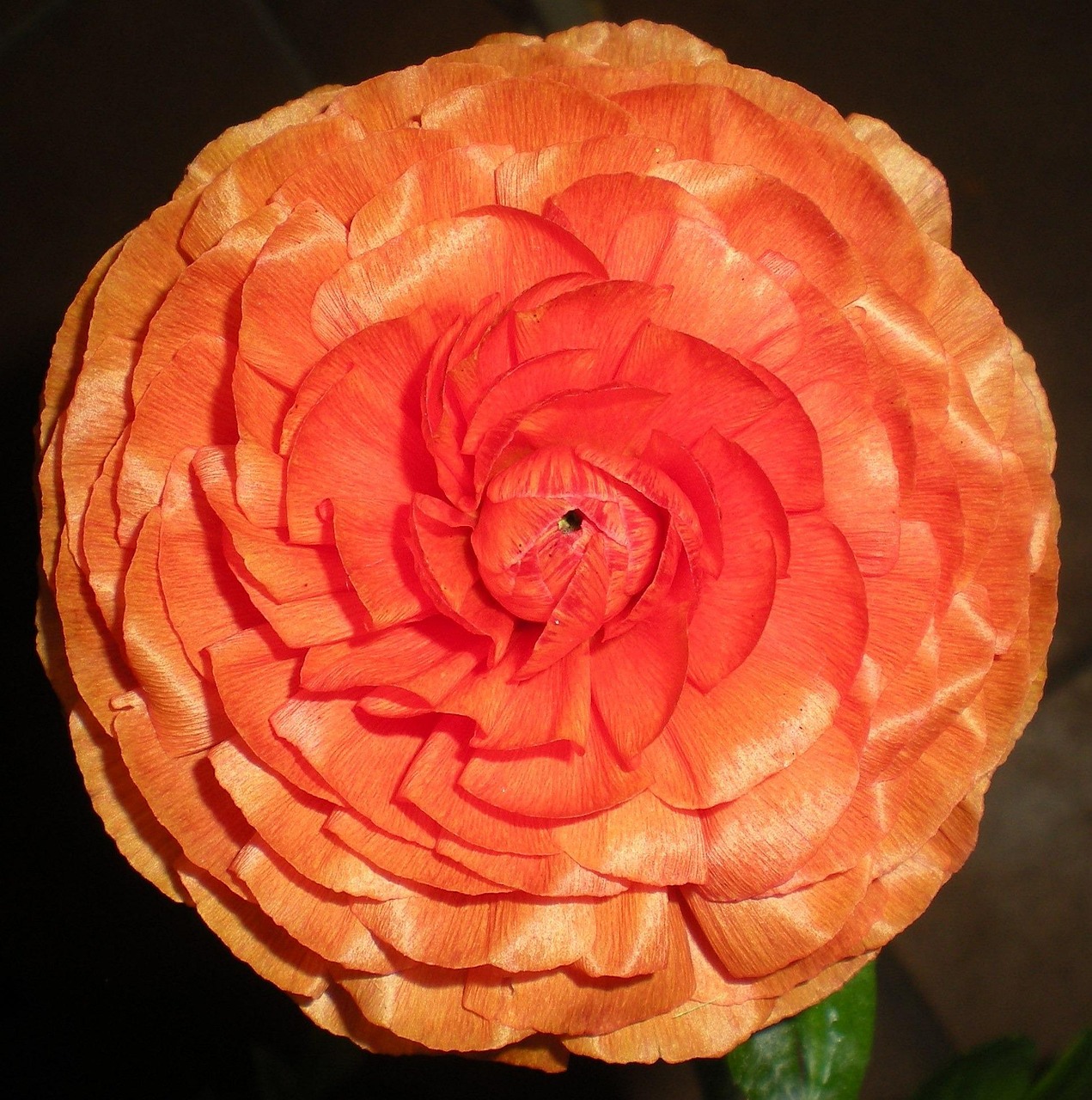 Flor Belleza Naturaleza - Foto gratis en Pixabay - Pixabay