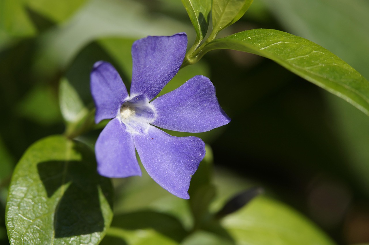 Flor Roxa Em Forma De Estrela - Foto gratuita no Pixabay - Pixabay