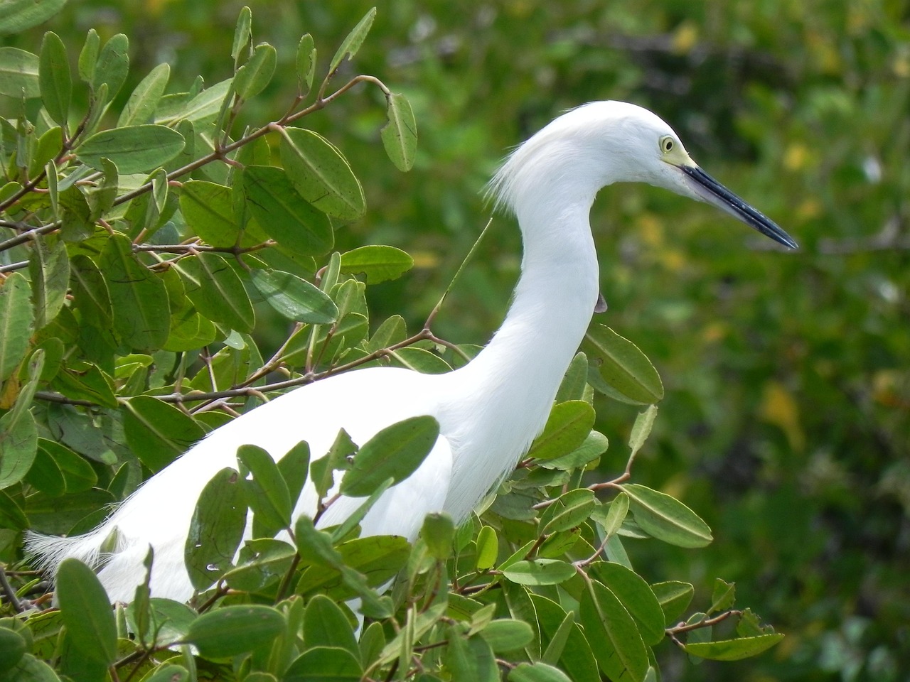 Garza Blanca Animales - Foto gratis en Pixabay - Pixabay