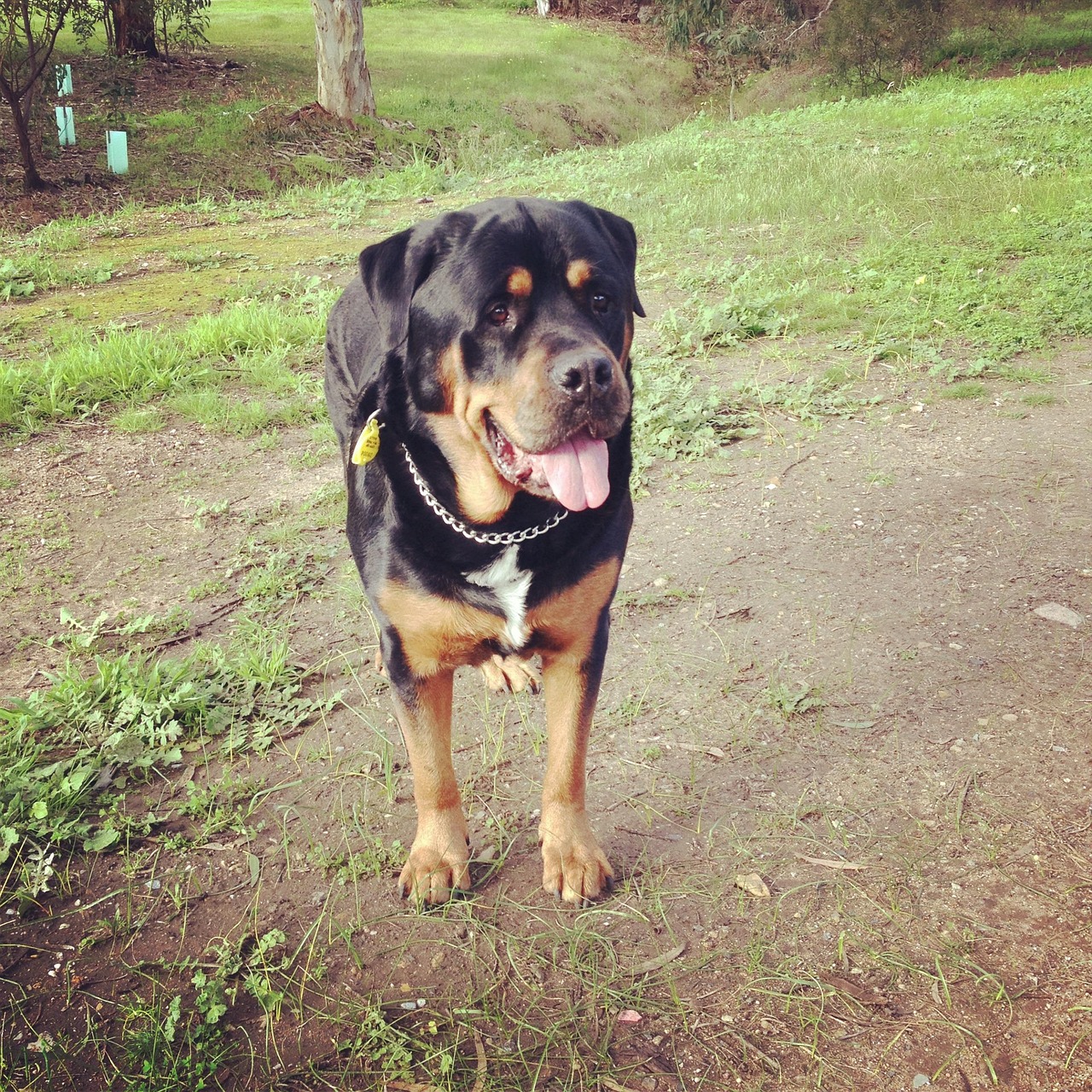 Rottweiler Cachorro Bicho De - Foto gratuita no Pixabay - Pixabay