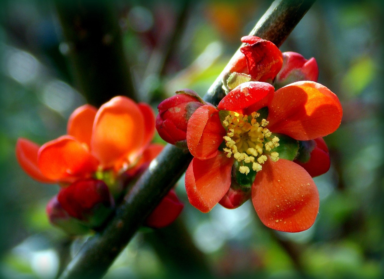 Japanese Quince Ornamental - Free photo on Pixabay - Pixabay