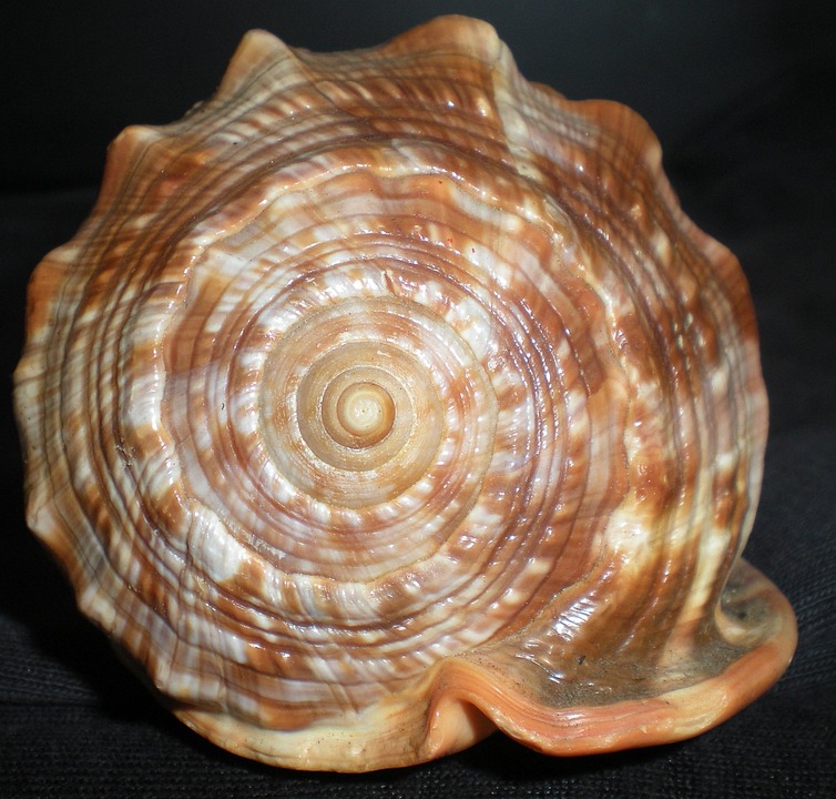 Coquillage La Nature Coquille - Photo gratuite sur Pixabay - Pixabay