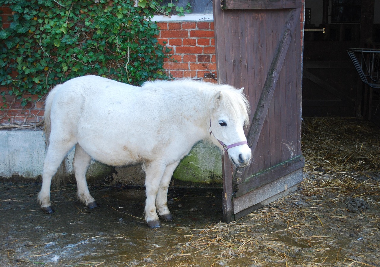 White Horse Barn - Free photo on Pixabay