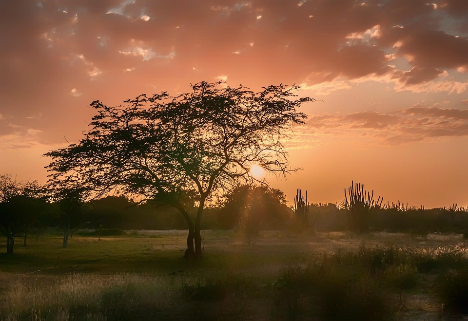 Margarita Island Sunset Trees - Free photo on Pixabay