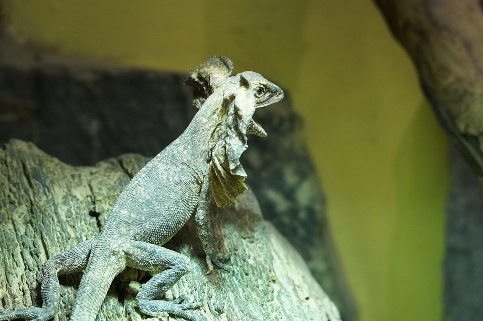 Frill Necked Lizard Reptile - Free photo on Pixabay