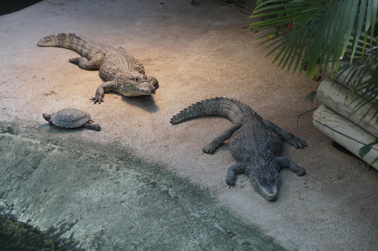 100+ Free Cayman & Cayman Islands Images - Pixabay