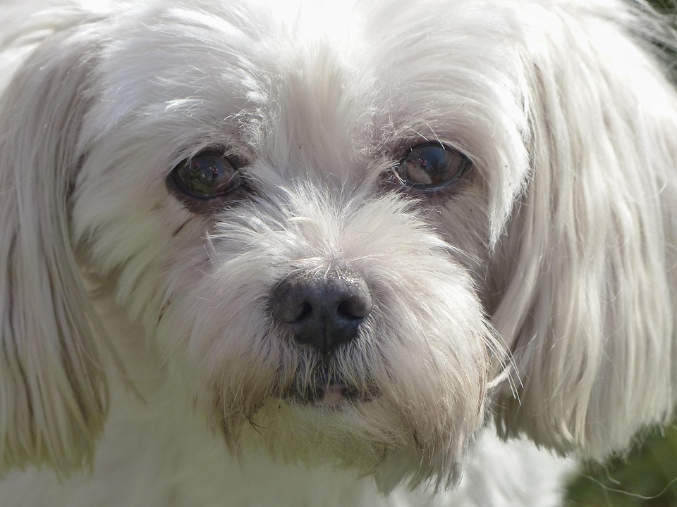 Coton De Tular Terrier Cachorro - Foto gratuita no Pixabay - Pixabay