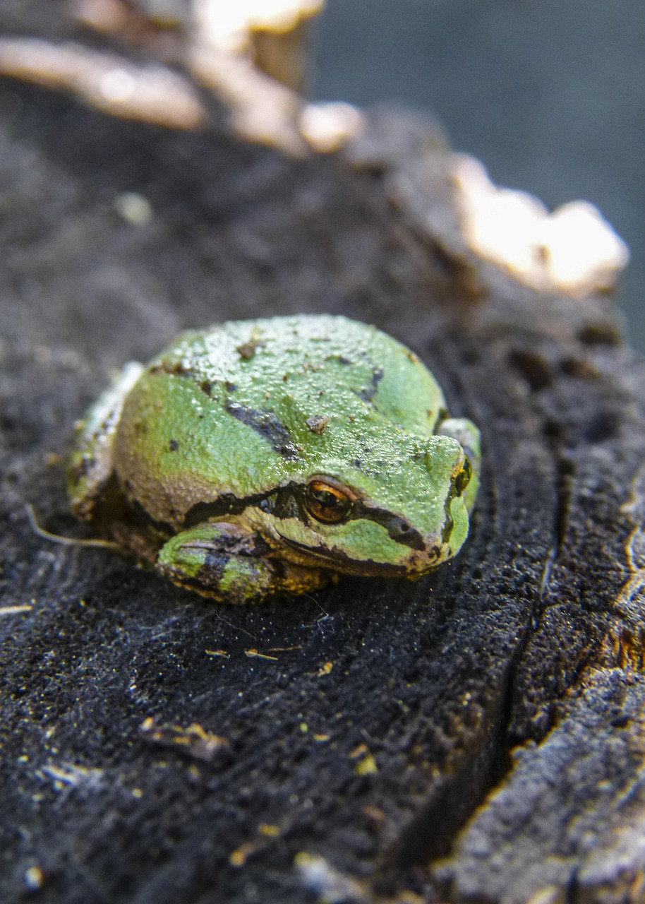 Green Tree Frog - Free photo on Pixabay - Pixabay