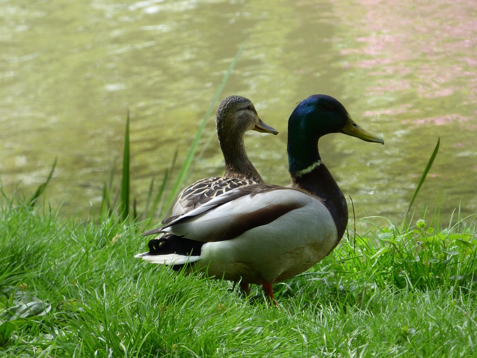 Duck Ducks Lake - Free photo on Pixabay