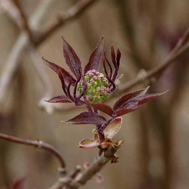 Nature Spring New Beginning - Free photo on Pixabay - Pixabay