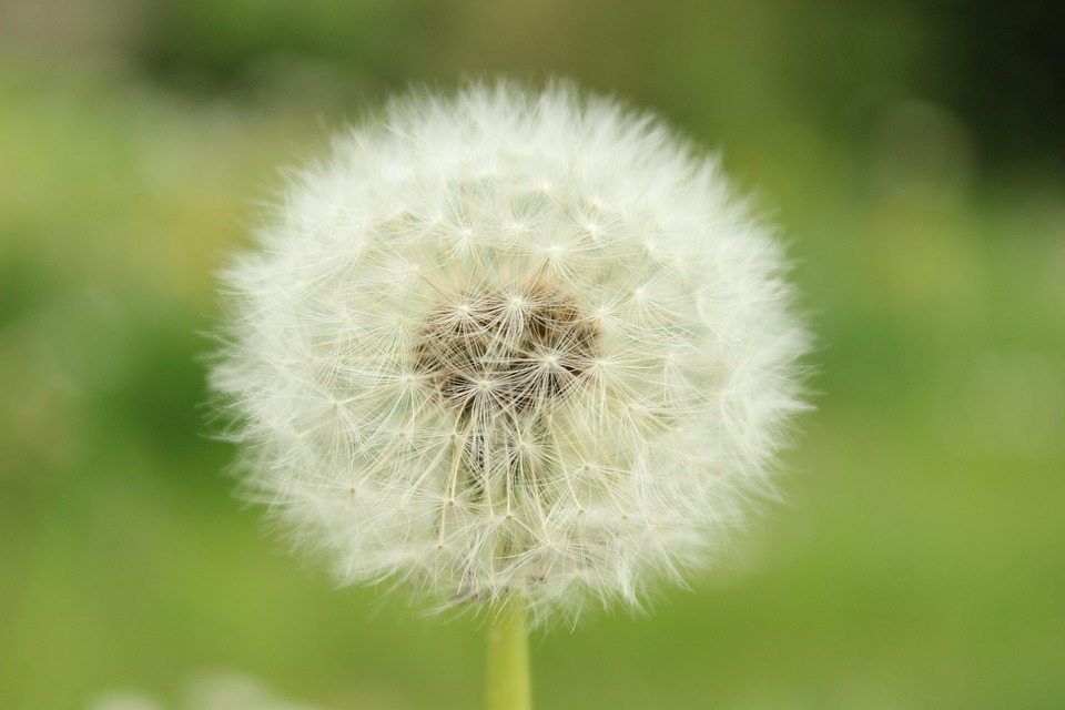 Dandelion Botany Meadow - Free photo on Pixabay