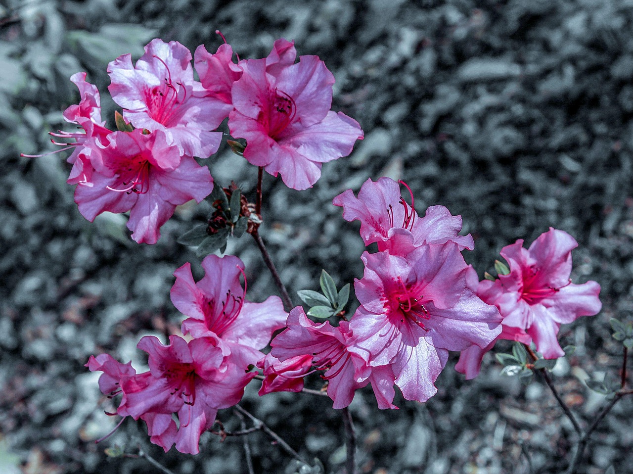 Flower Wildflower Nature - Free photo on Pixabay - Pixabay