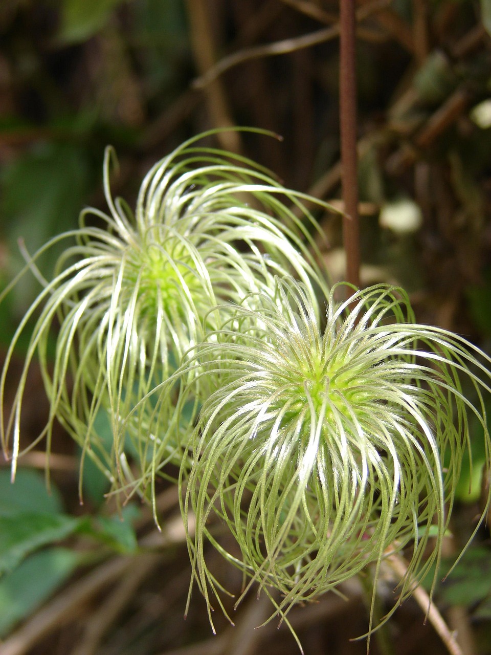 Plantes Naturel Botanique - Photo gratuite sur Pixabay - Pixabay