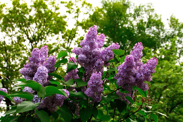 Lilas Fleur Floraison - Photo gratuite sur Pixabay
