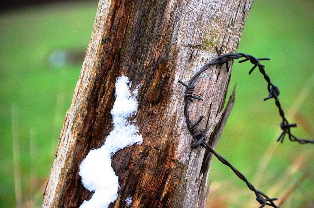 Barbed Wire Fence Stake - Free photo on Pixabay - Pixabay