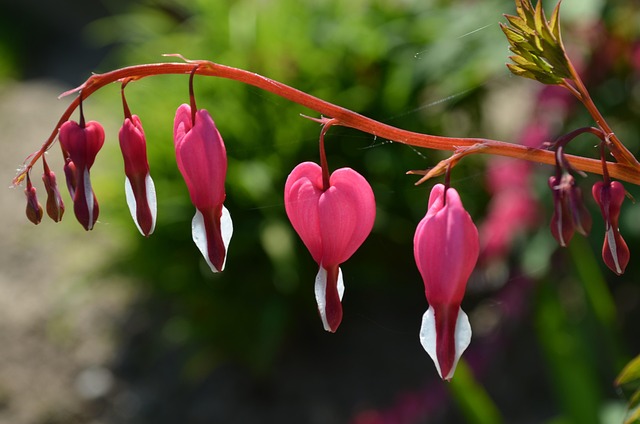 哭泣的心 观赏植物 花 - Pixabay上的免费照片 - Pixabay