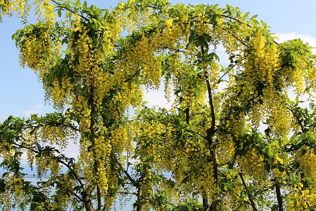 Tree Laburnum Nature - Free photo on Pixabay