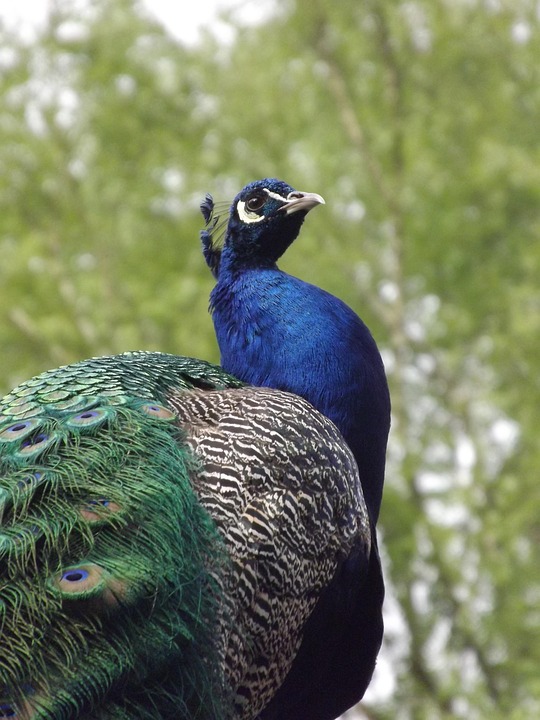 Peacock Bird Free Photo On Pixabay Pixabay